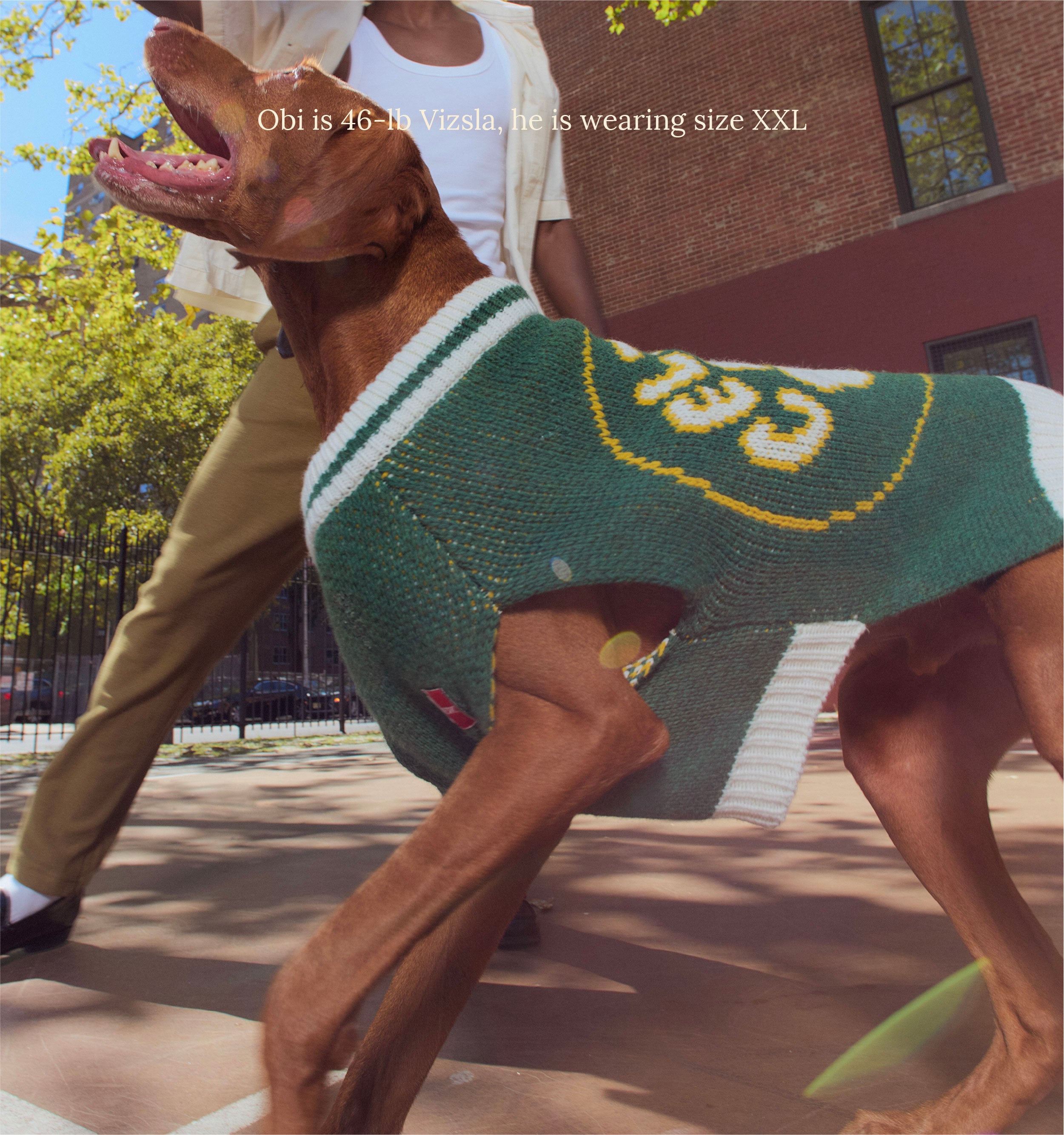 Boston Celtics Dog Sweater - NBA – Little Beast
