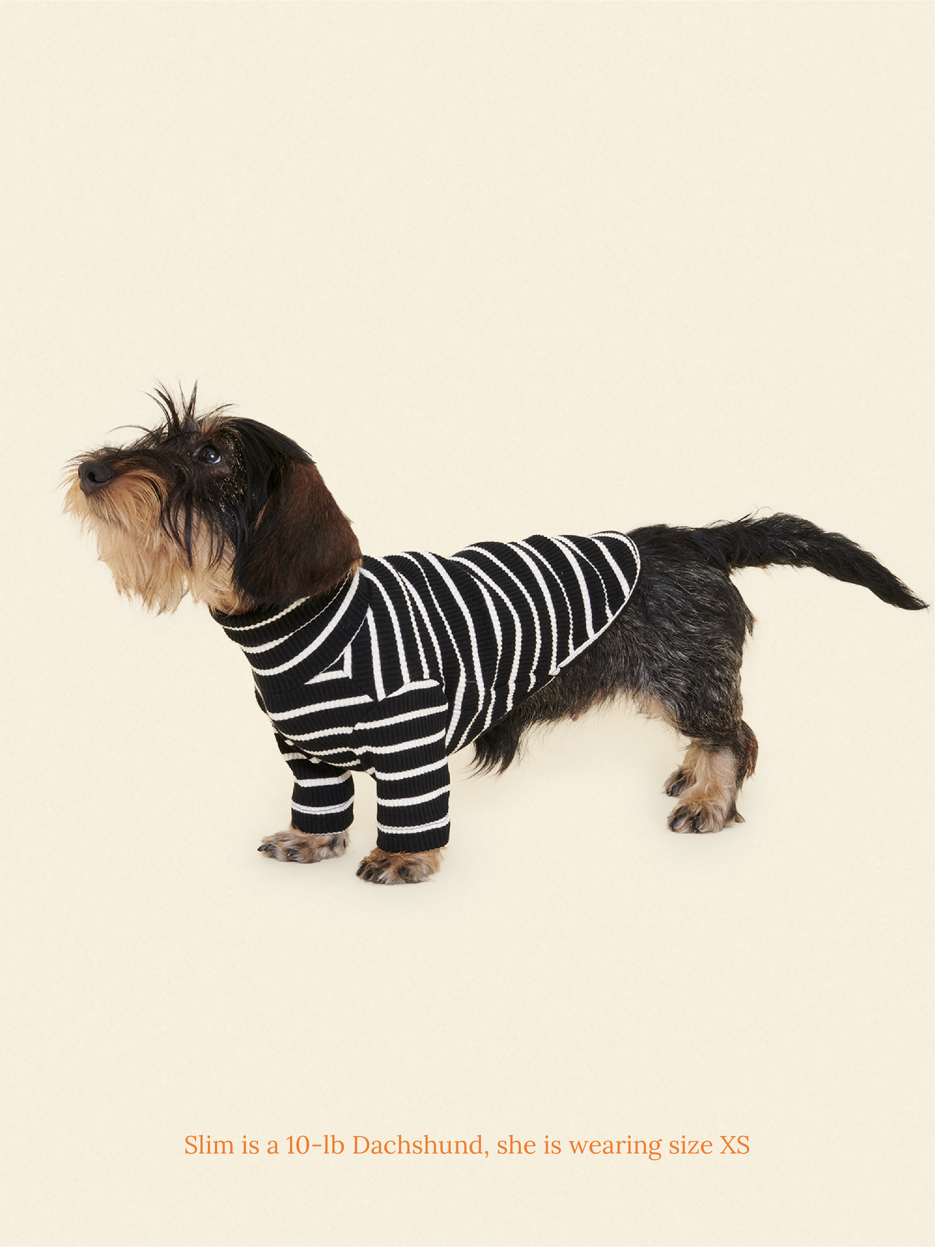 Dog Shirts – Little Beast