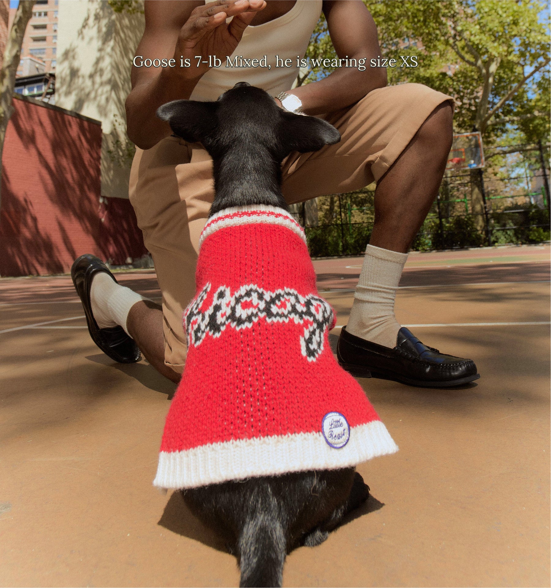 Chicago Bulls Dog Sweater - NBA – Little Beast