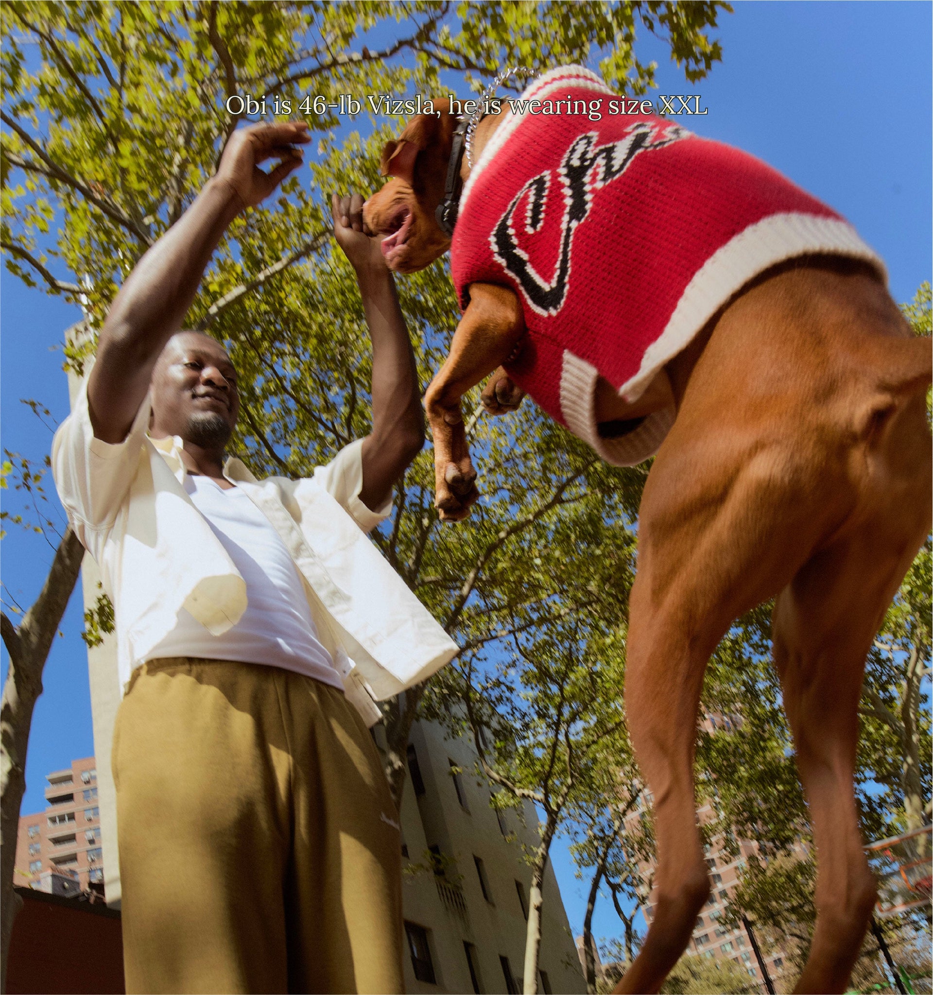 Chicago Bulls Dog Sweater - NBA – Little Beast