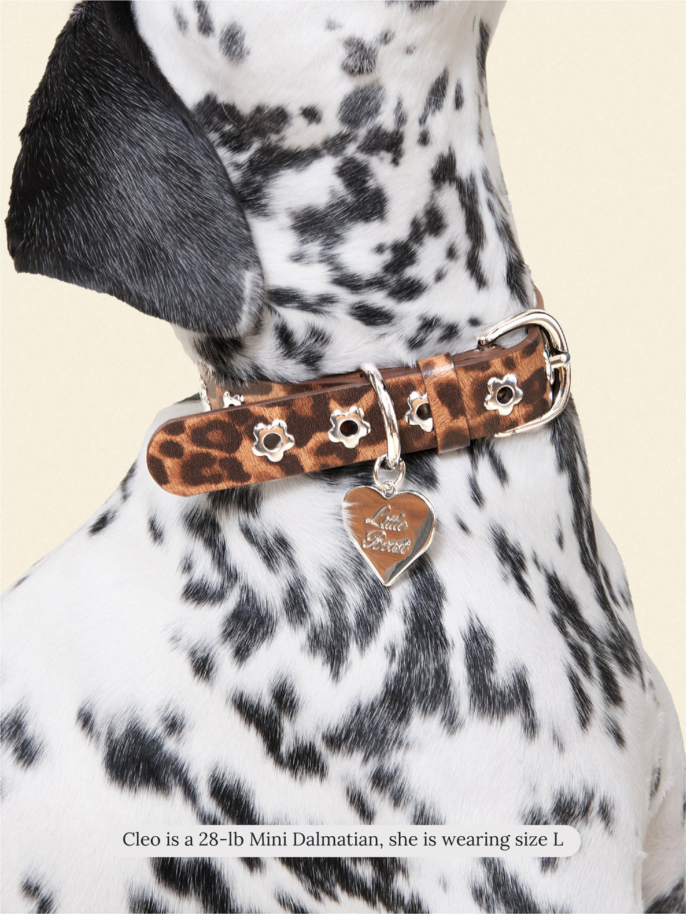 Cougar - Flower Power Collar – Little Beast