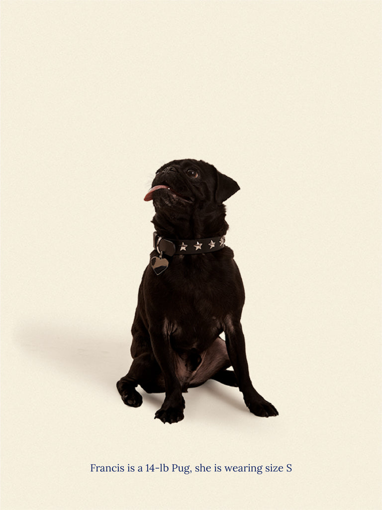Collars and Leashes – Little Beast