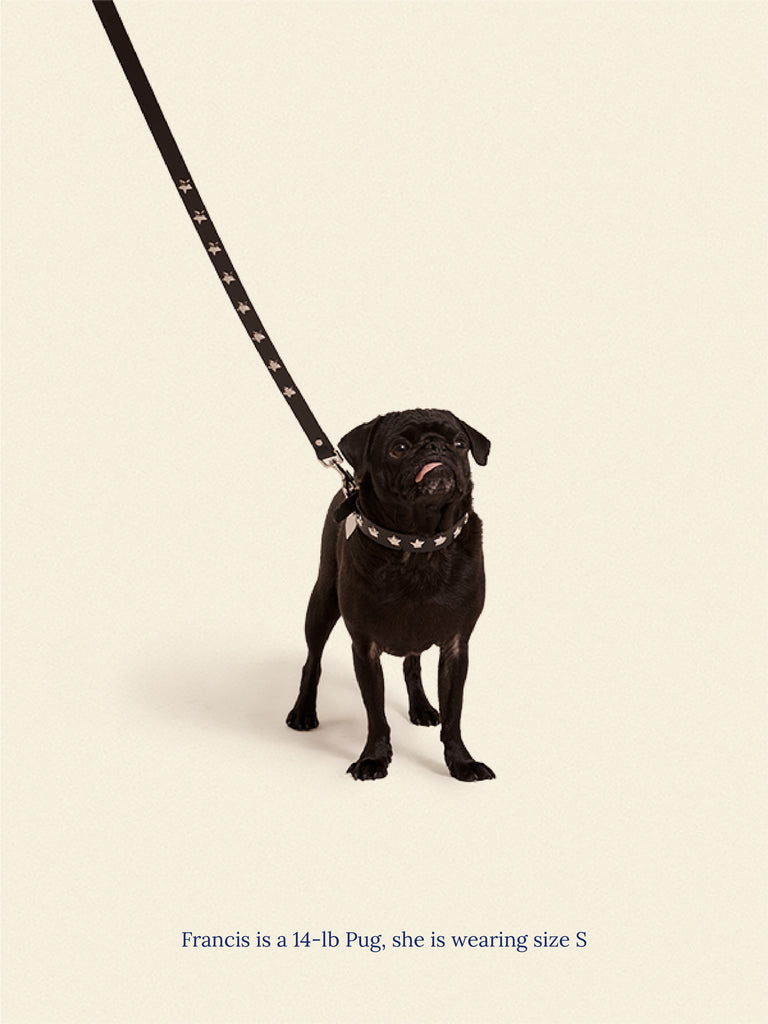 Collars and Leashes – Little Beast