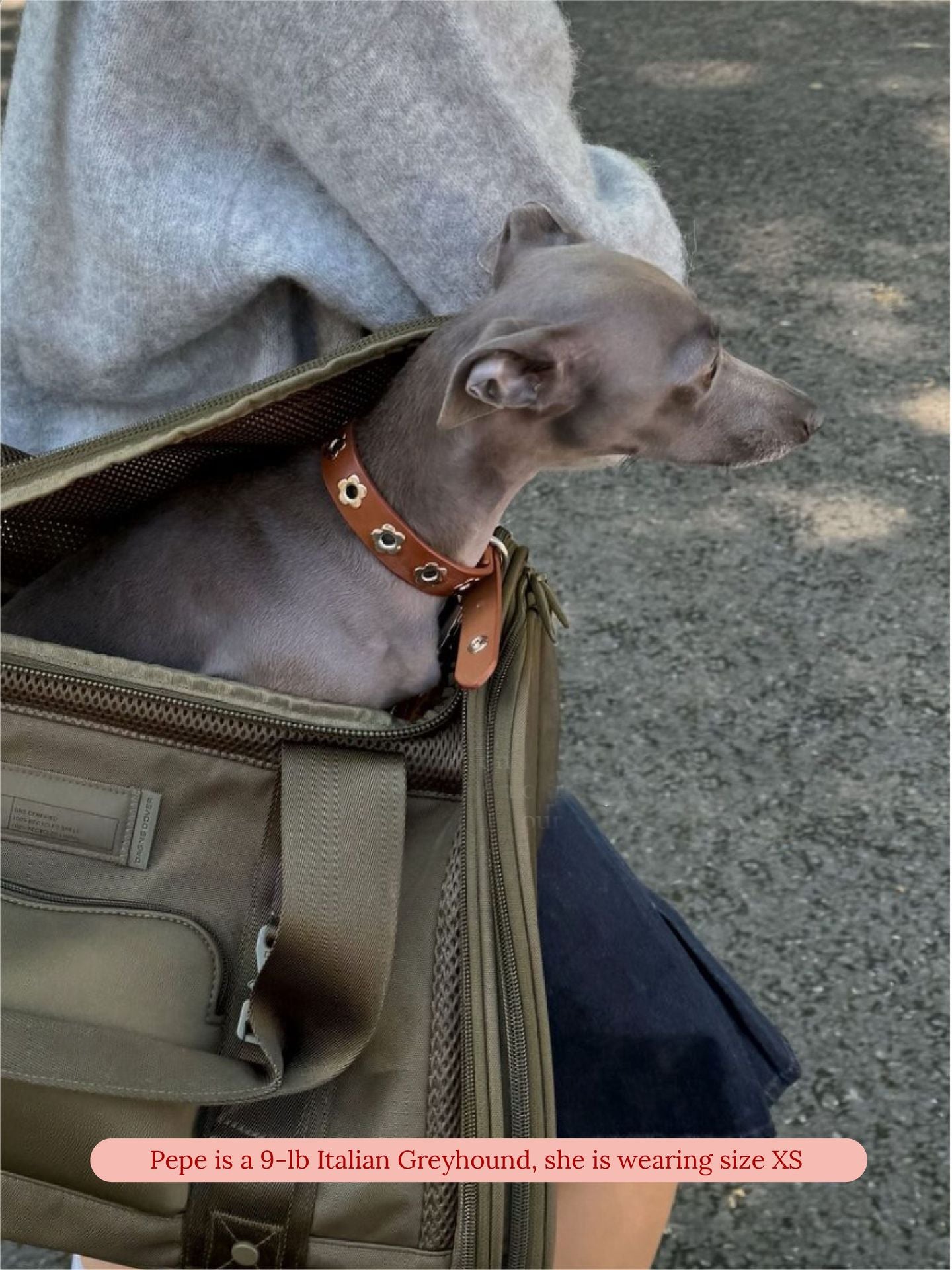 Hazel - Flower Power Collar – Little Beast