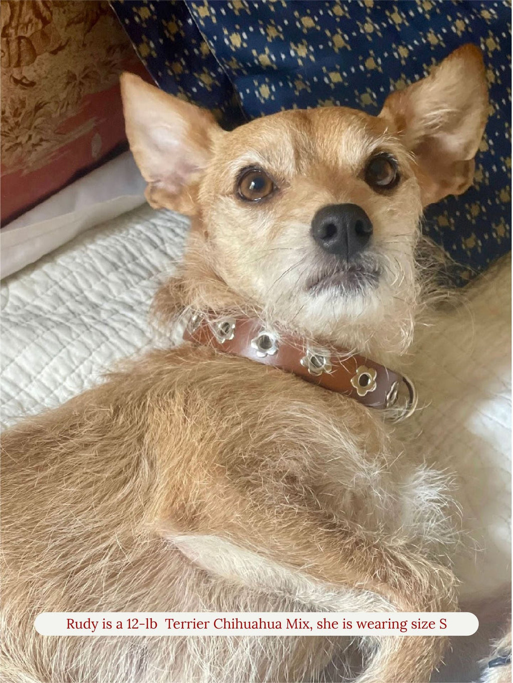 Flower Power Collar - Hazel – Little Beast