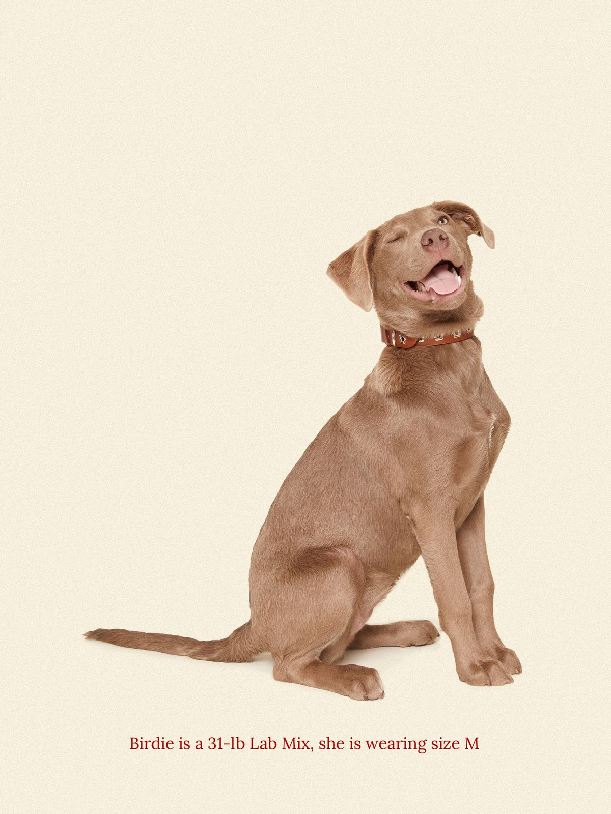 Flower Power Collar - Hazel – Little Beast