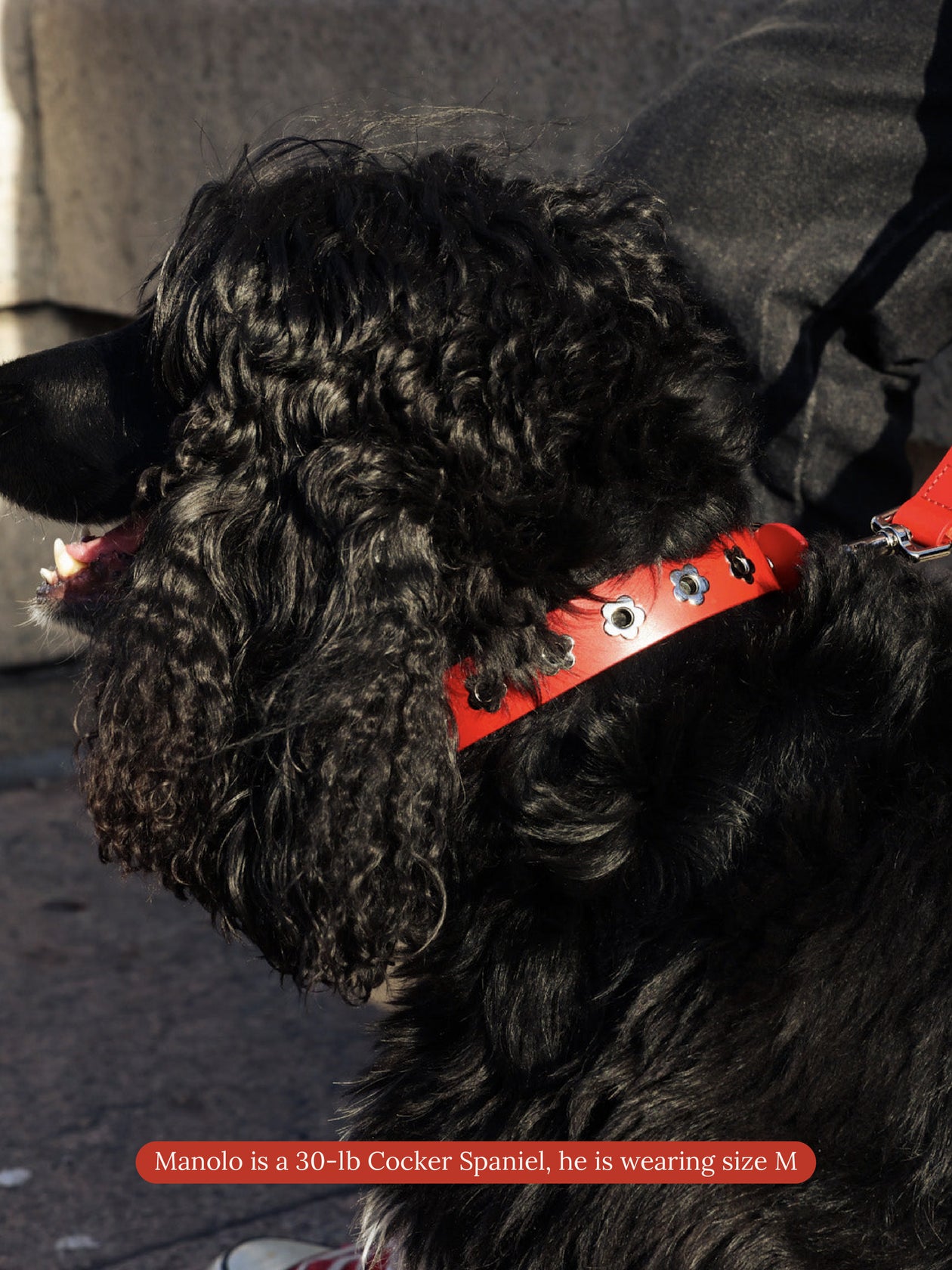 Ruby - Flower Power Collar – Little Beast