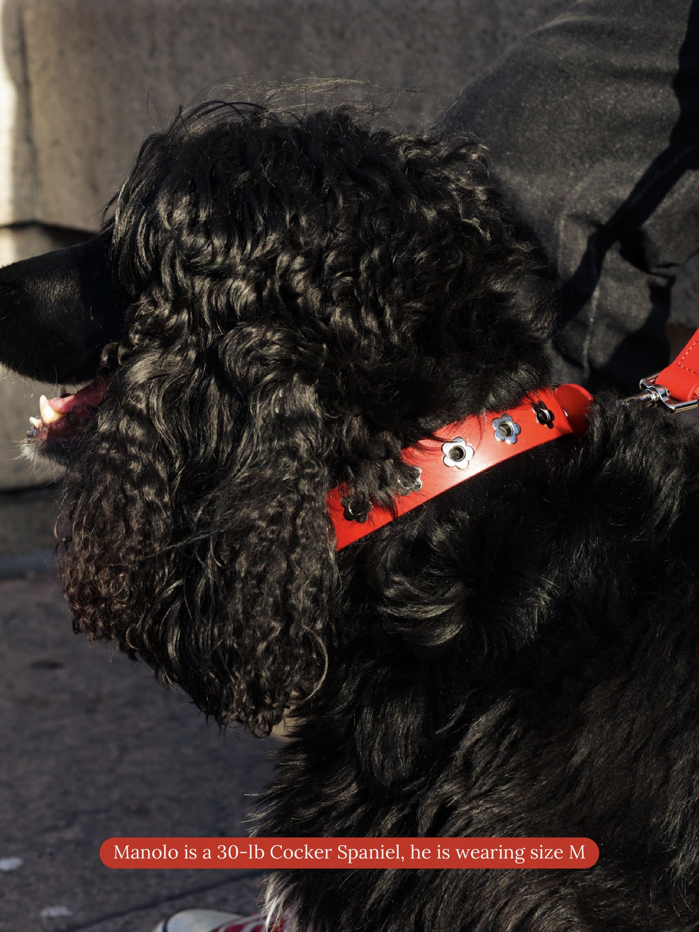 Ruby - Flower Power Collar – Little Beast
