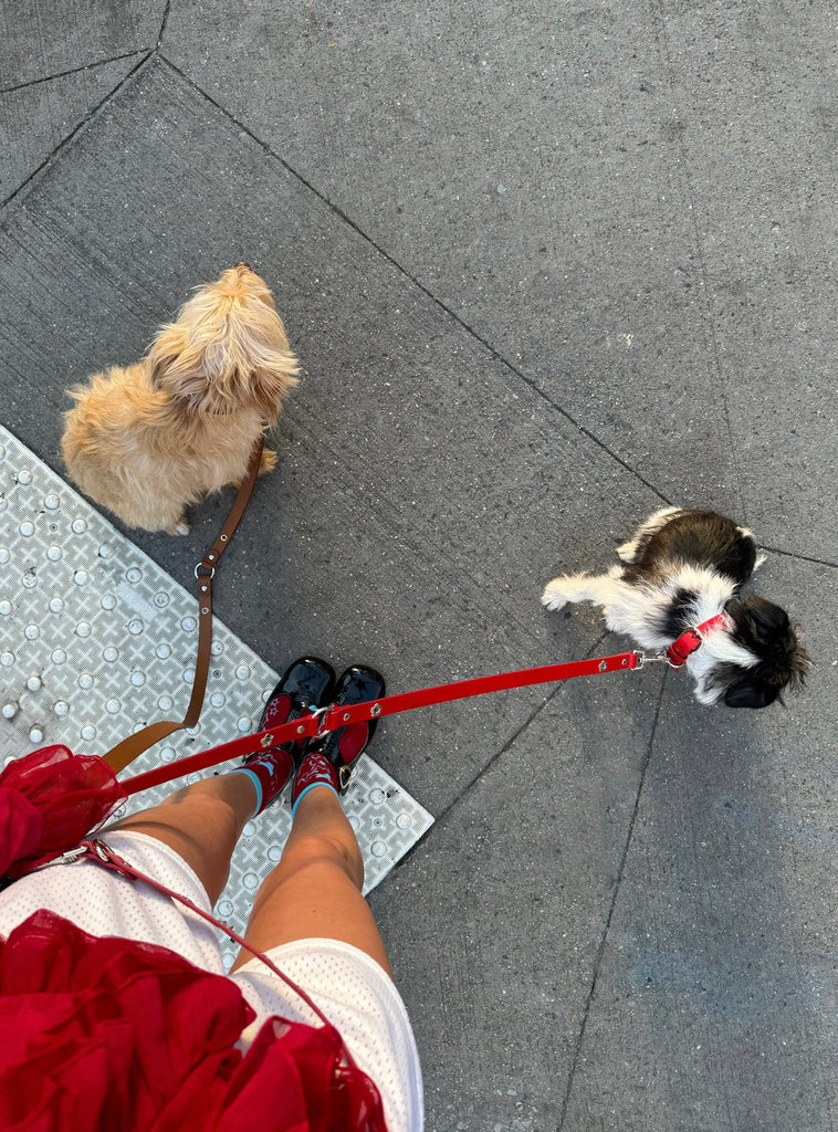 Collars and Leashes – Little Beast