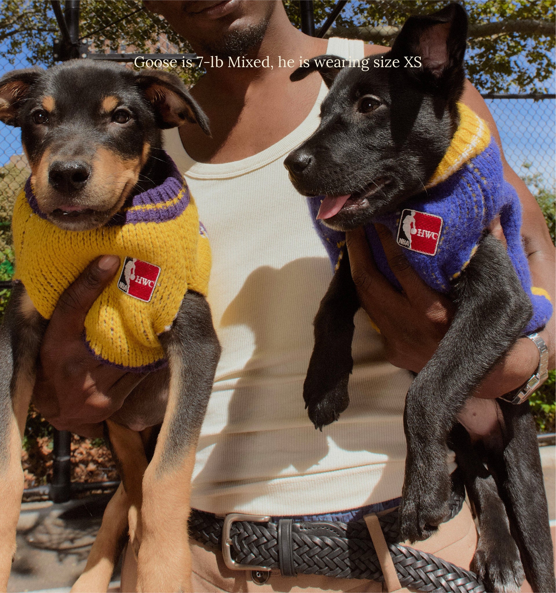 Golden State Warriors Dog Sweater - NBA – Little Beast