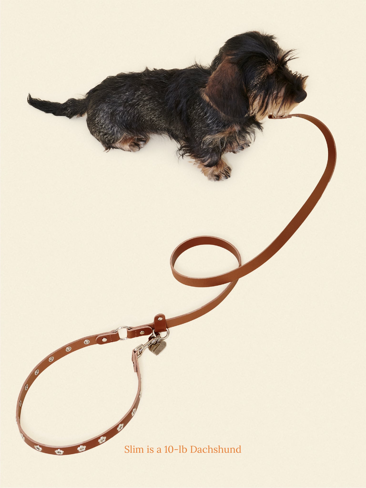 Hazel - Flower Power Leash – Little Beast