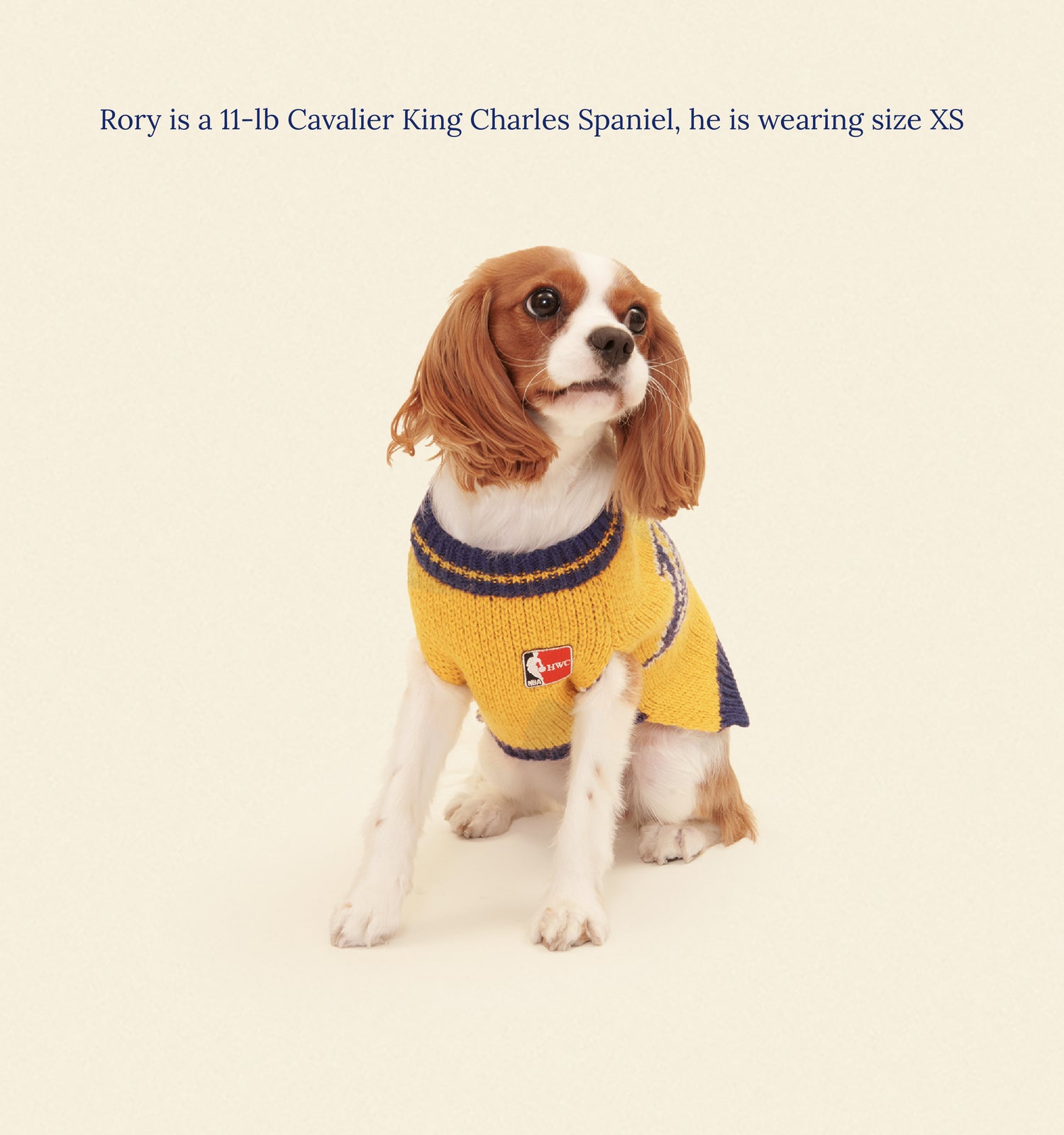 Los Angeles Lakers Dog Sweater - NBA – Little Beast