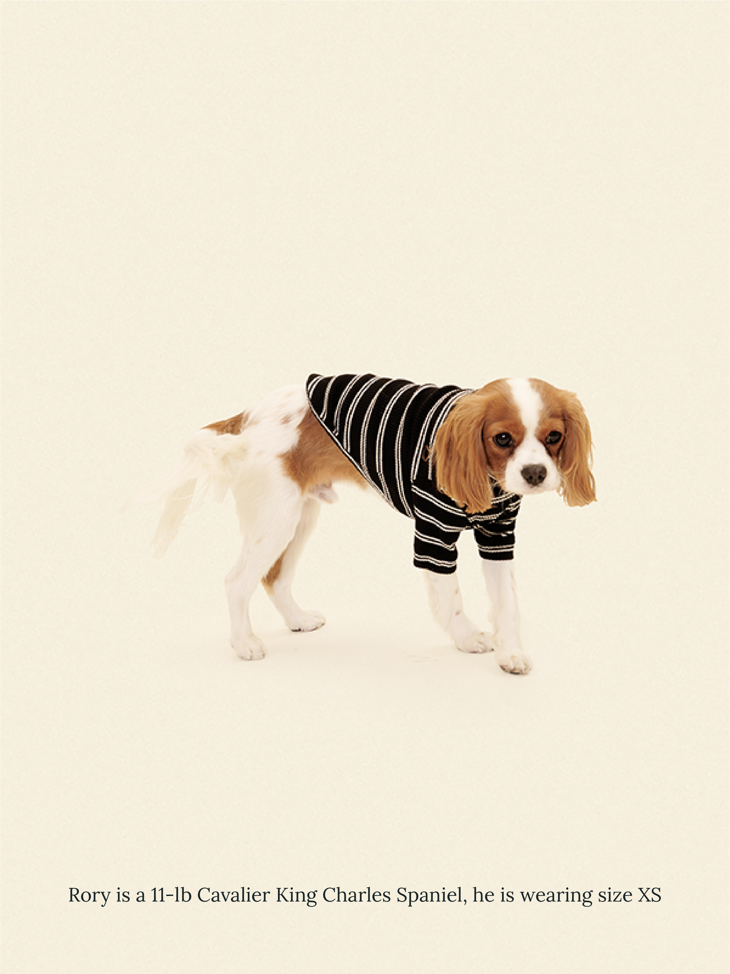 Dog Shirts – Little Beast