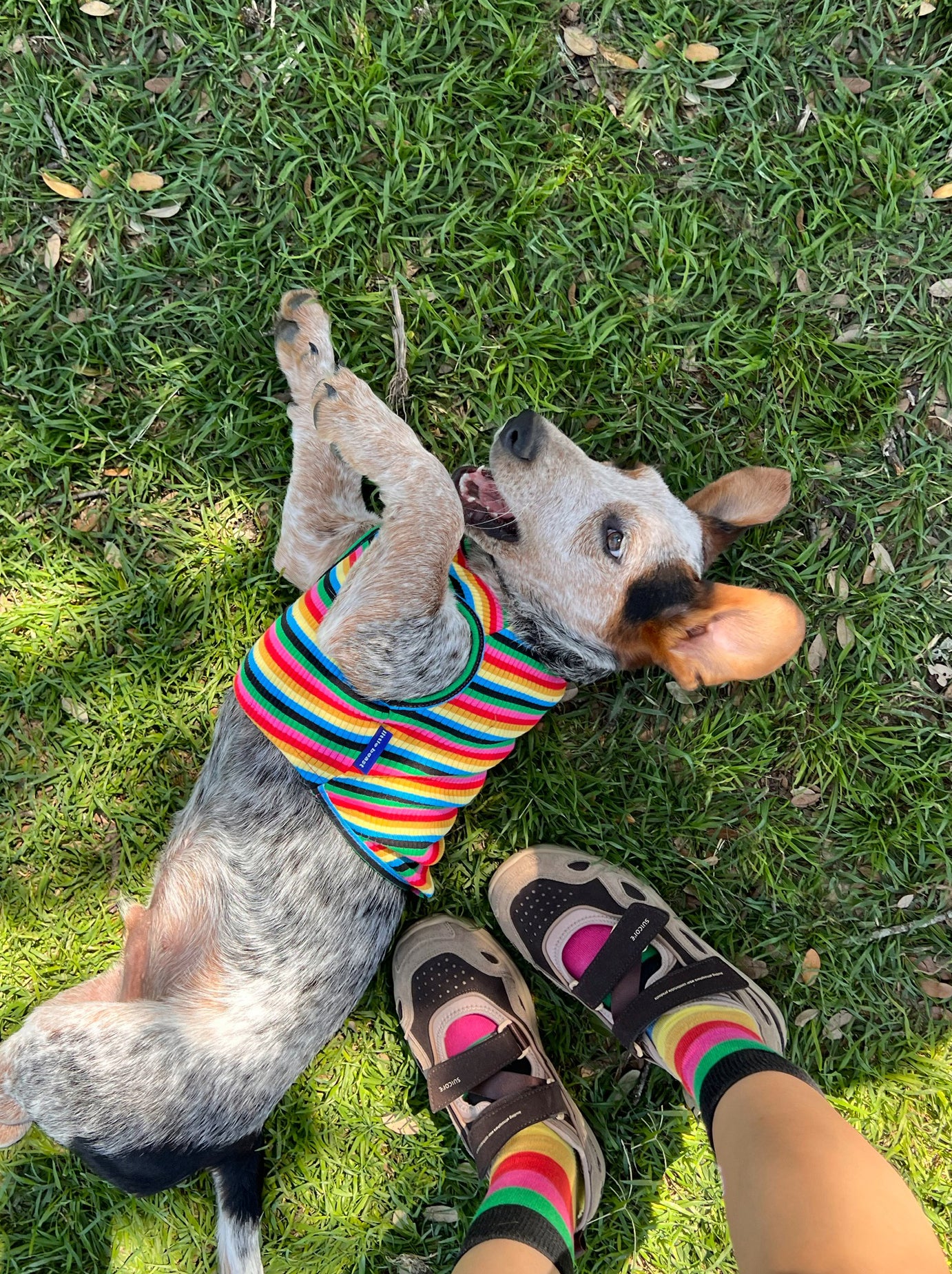 Party Diva Sock – Little Beast