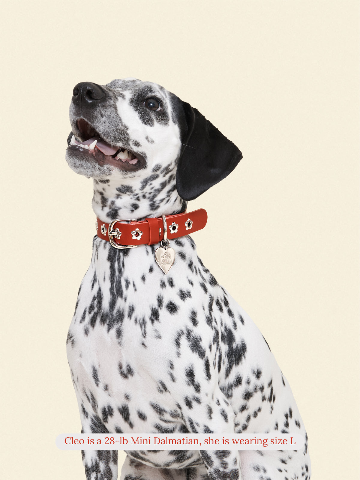 Ruby - Flower Power Collar – Little Beast