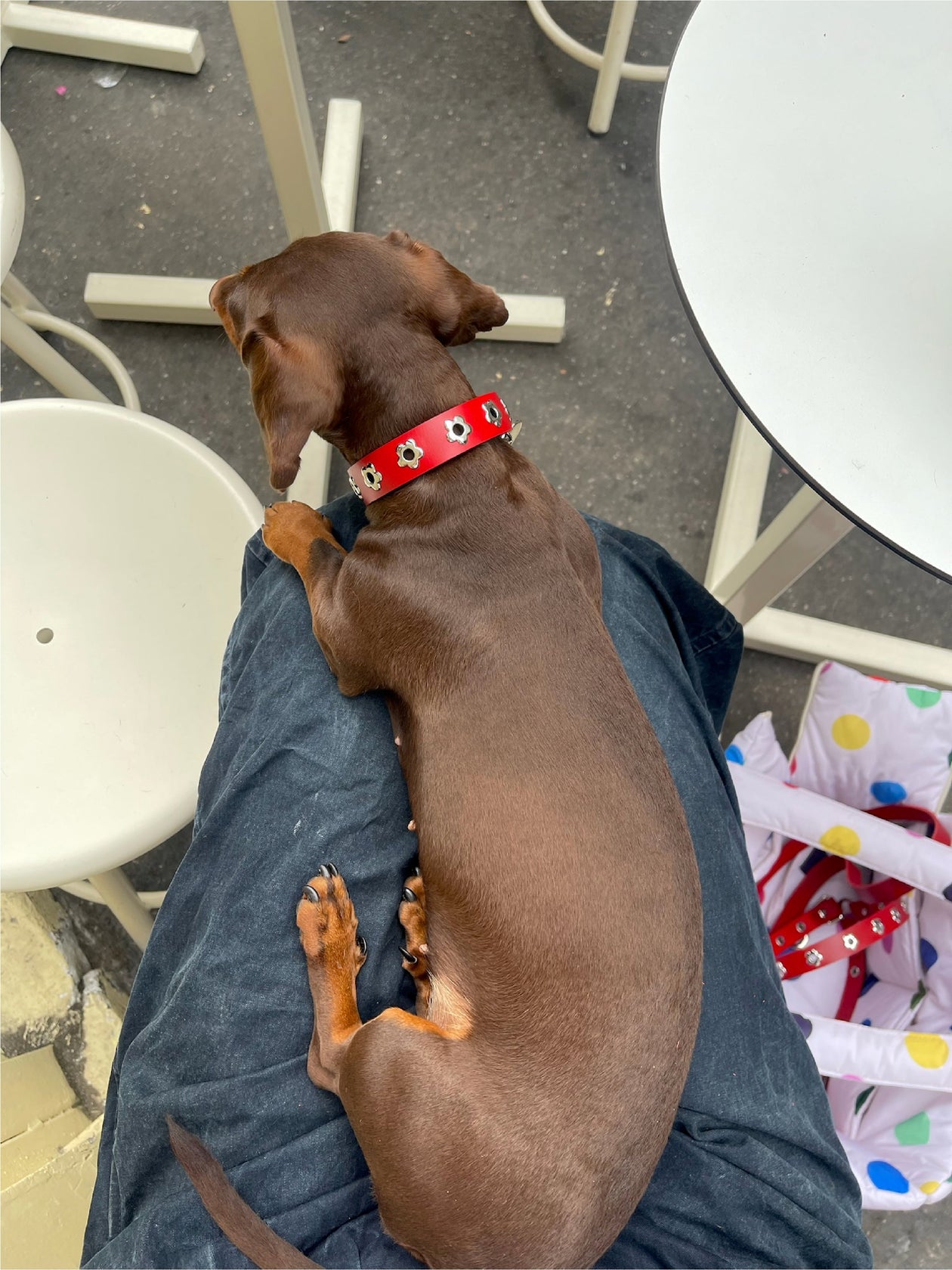 Ruby - Flower Power Collar – Little Beast