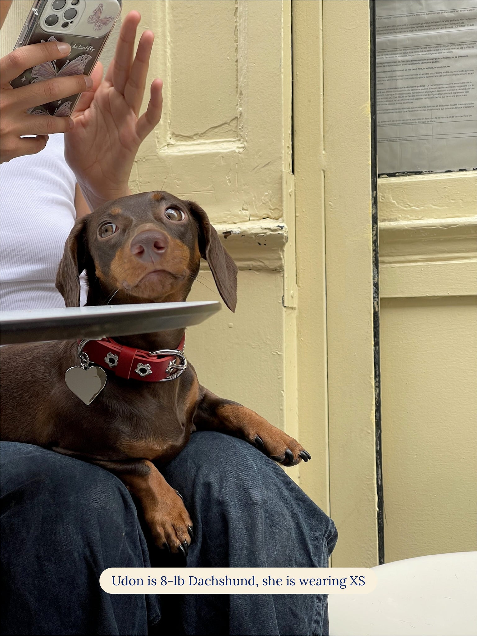 Ruby - Flower Power Collar – Little Beast