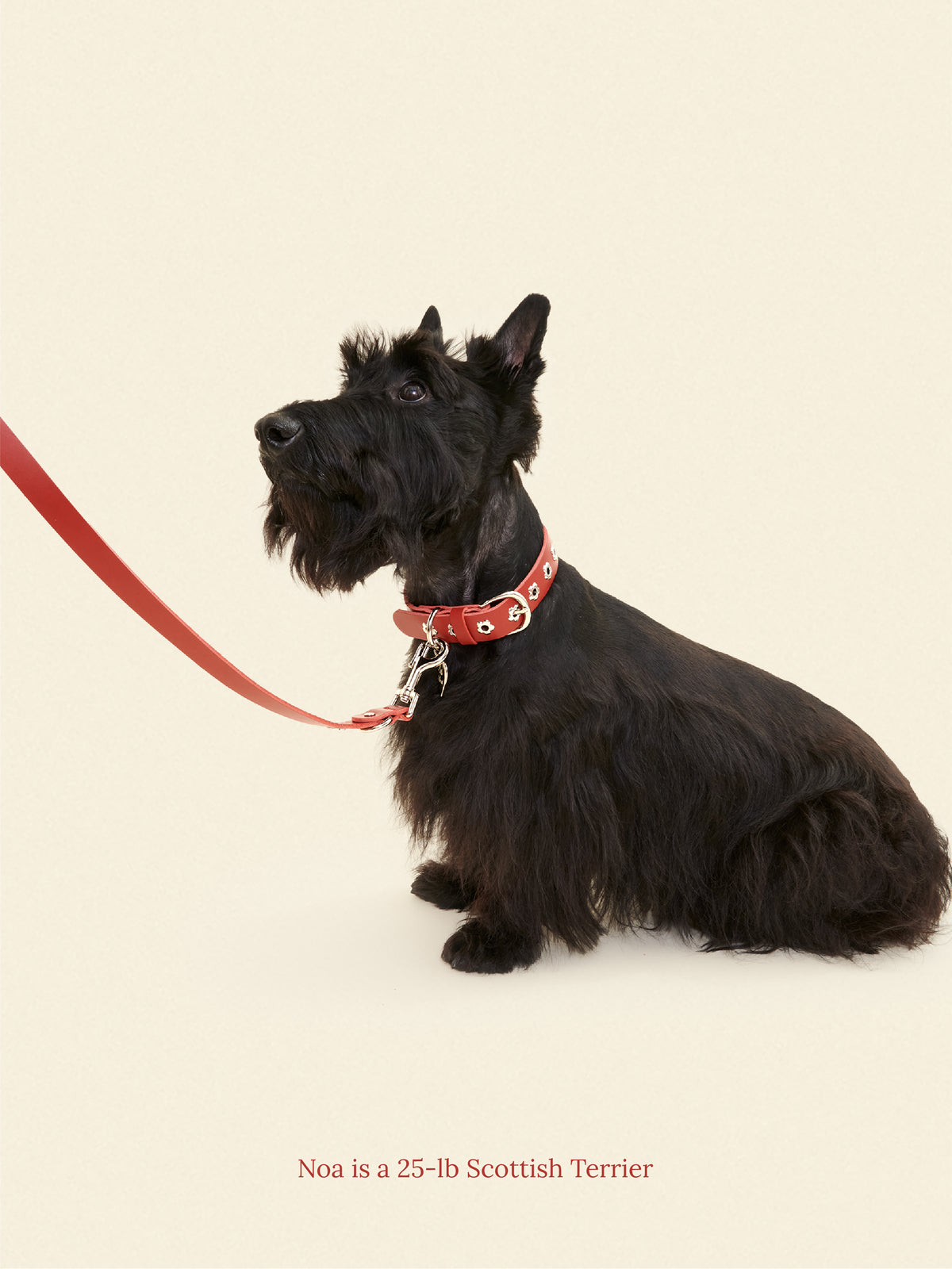 Ruby - Flower Power Leash – Little Beast