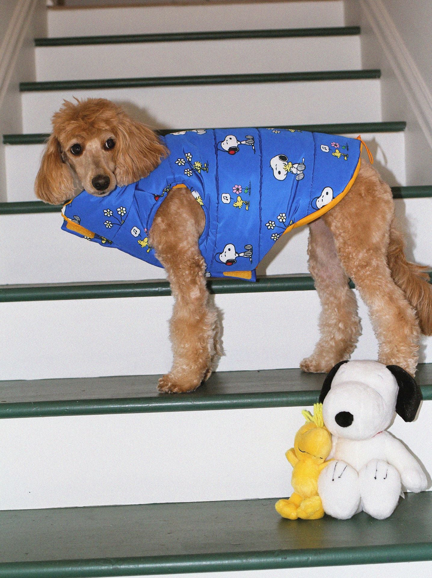 Dog Jackets and Parkas – Little Beast