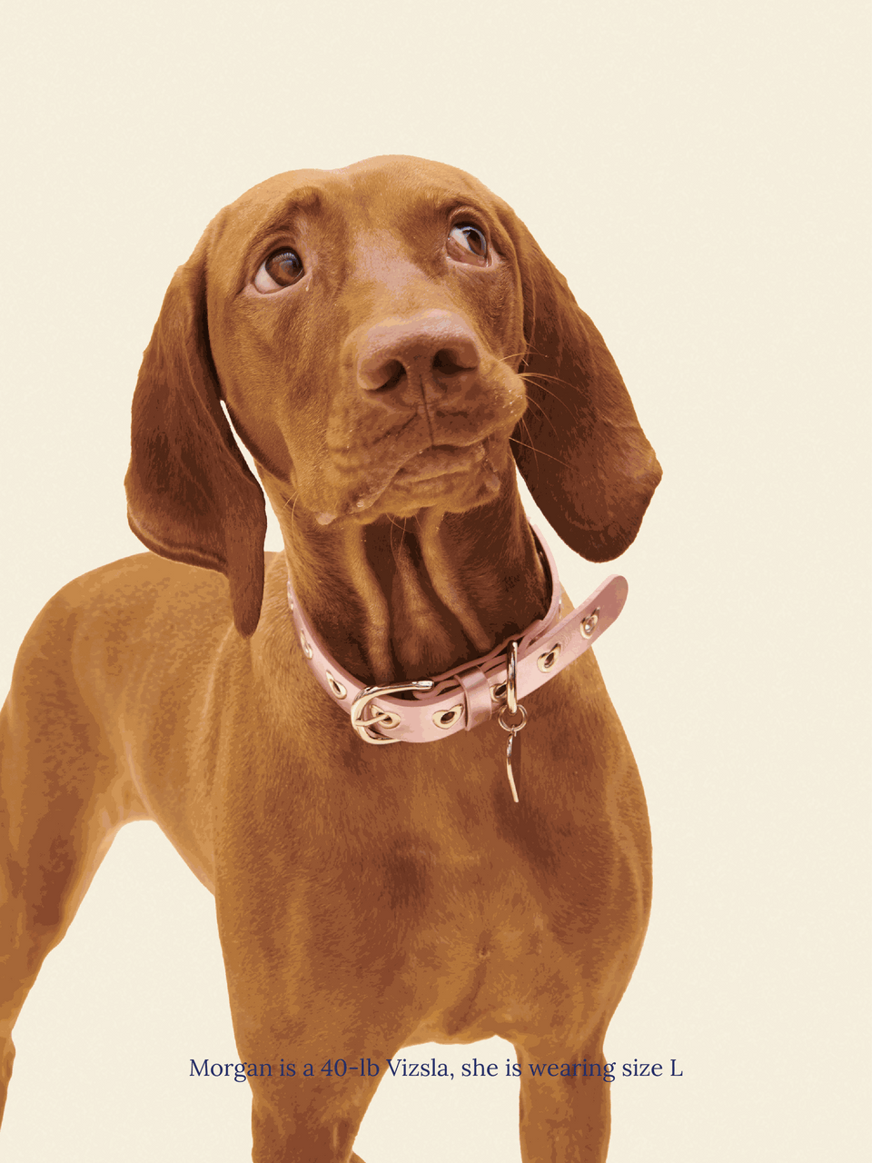 You Mean The World To Me Collar - Pink – Little Beast